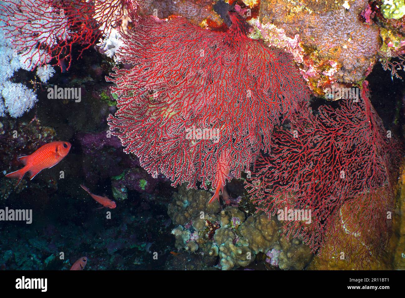 Red knot coral (Acabaria biserialis), gorgonian, with opened polyps ...