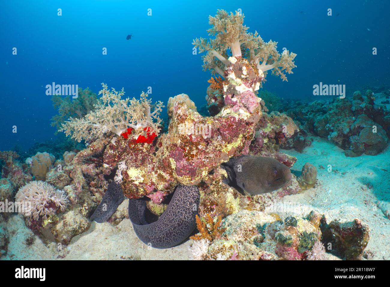 Giant Moray (Gymnothorax javanicus) moray under broccoli tree ...