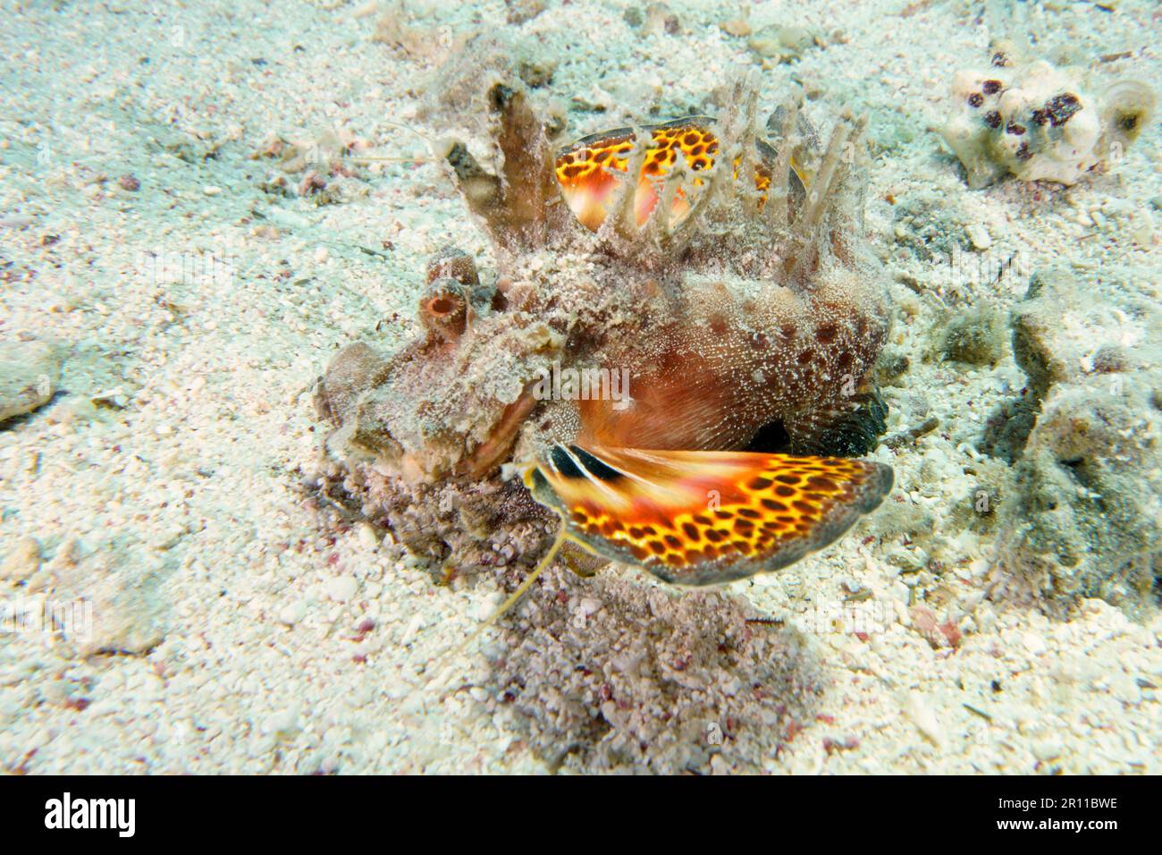 A Red Sea walkman filament devilfish (Inimicus filamentosus) Devilfish ...