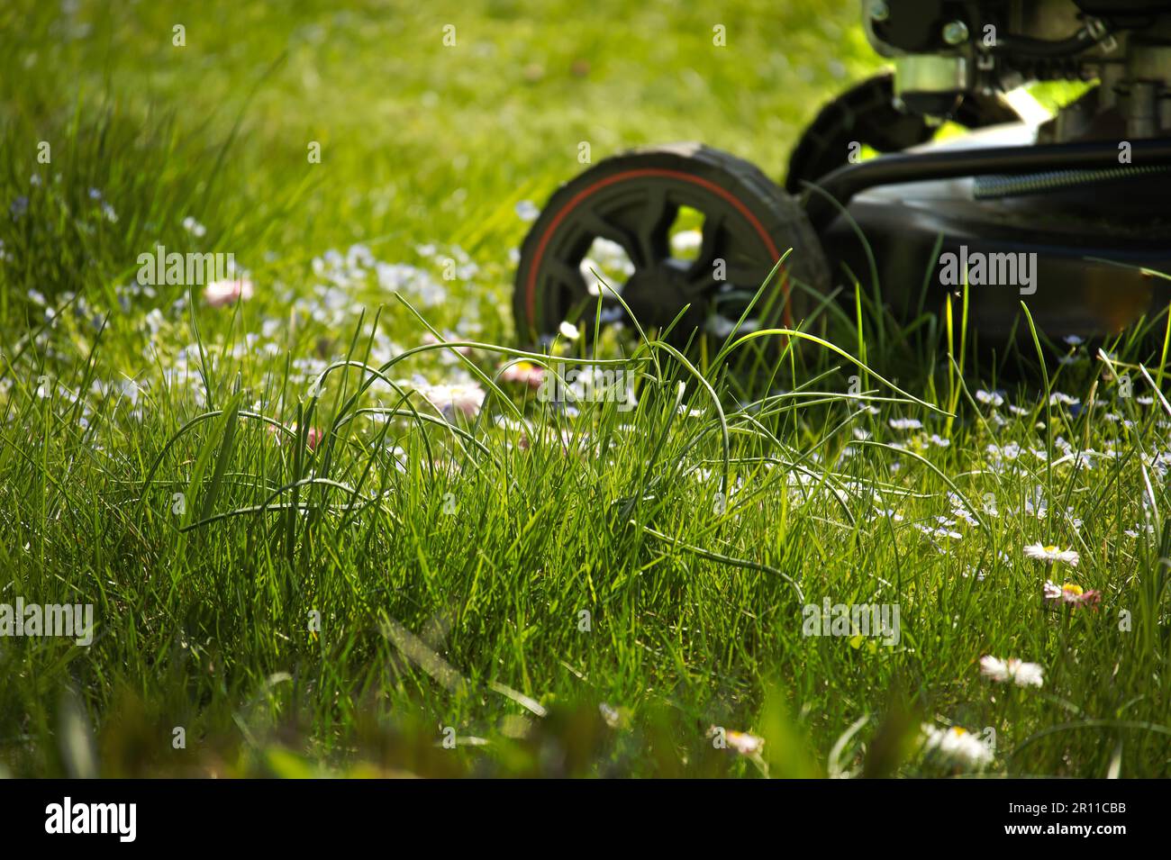 Seasons and yard maintenance concept with lawn mower and dainty white ...