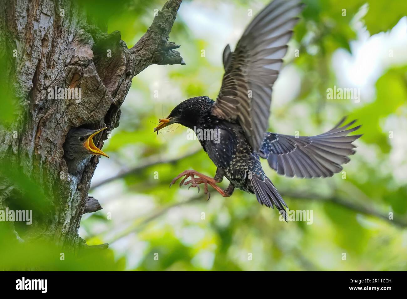 Common starling (Sturnus vulgaris), adult bird approaching breeding ...