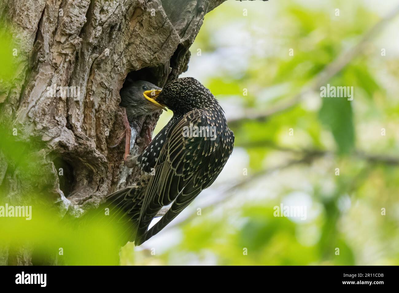 Common starling (Sturnus vulgaris), old bird feeding young bird at the ...