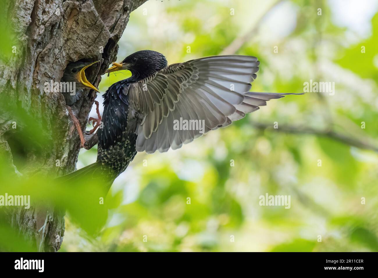 Common starling (Sturnus vulgaris), old bird feeding young bird at the ...