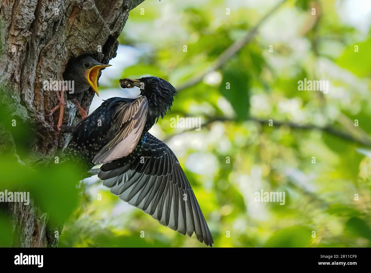 Common starling (Sturnus vulgaris), old bird feeding young bird at the ...
