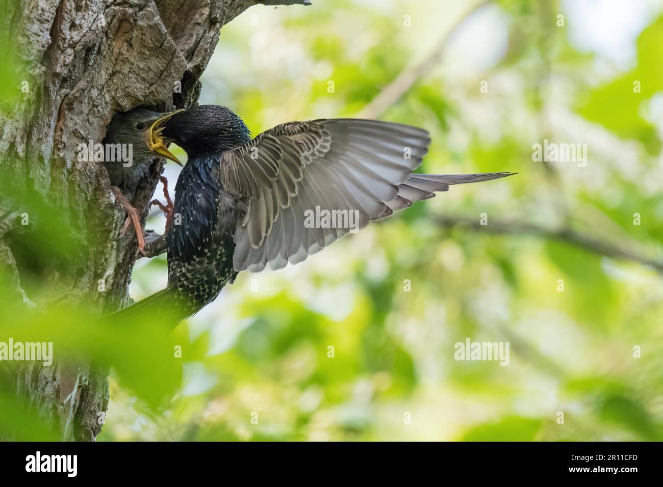 Common starling (Sturnus vulgaris), old bird feeding young bird at the ...