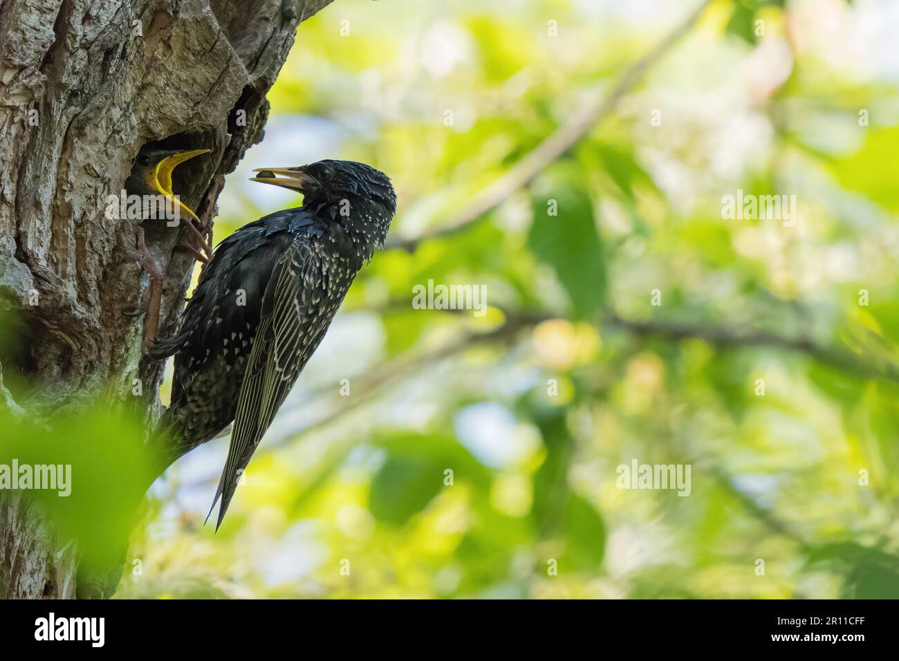 Common starling (Sturnus vulgaris), old bird feeding young bird at the ...