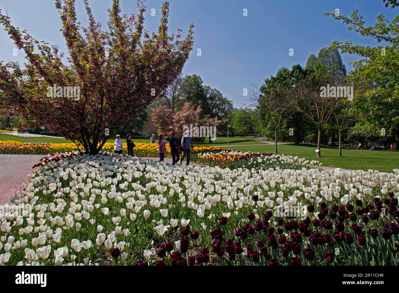 Luisenpark, tulip blossom, cherry blossom, spring, Mannheim, Baden ...