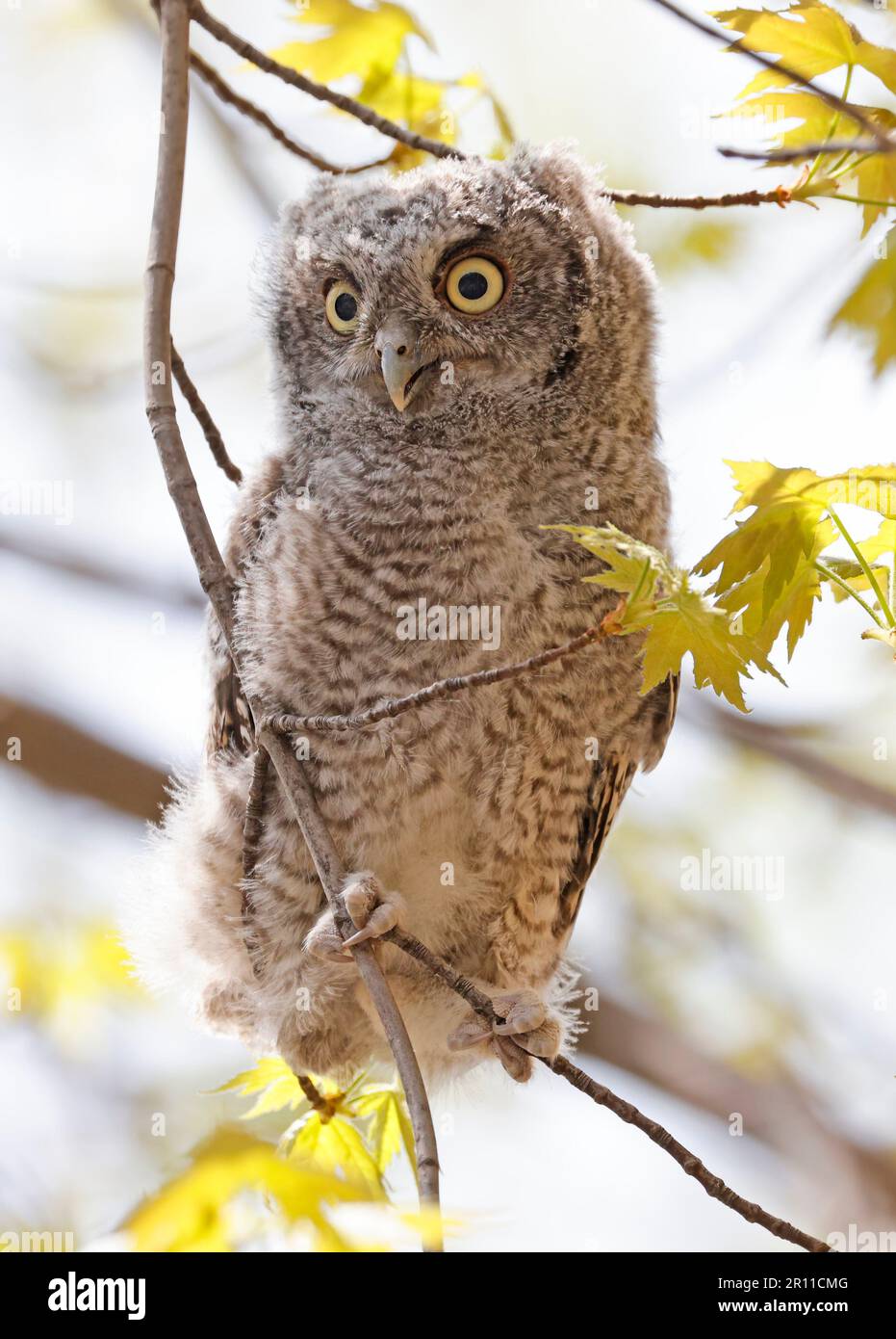Eastern screech owl baby perched on a tree branch, Quebec, Canada Stock ...