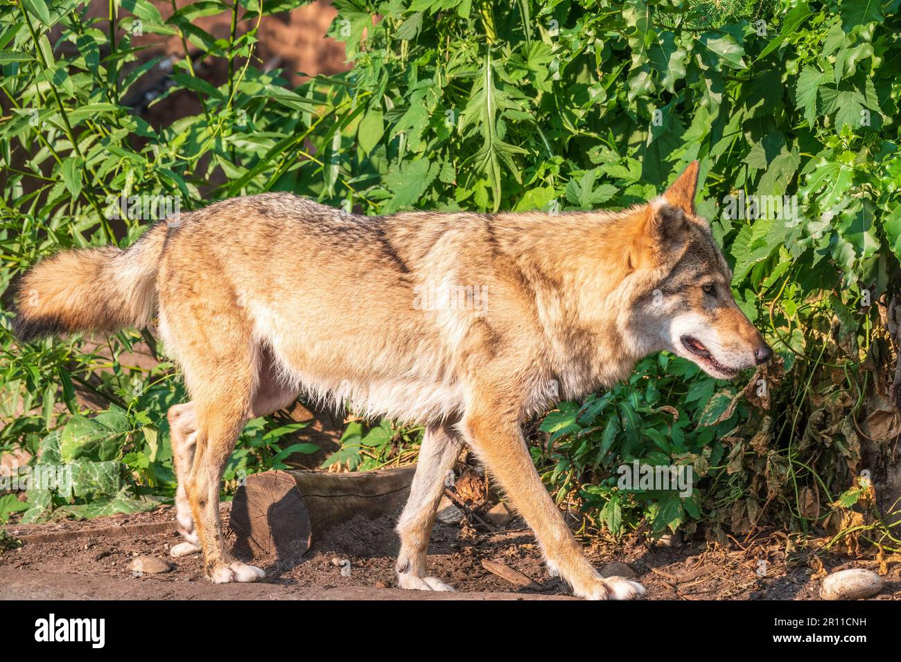Gray wolf in forest on the green grass. The wolf, Canis lupus, also ...