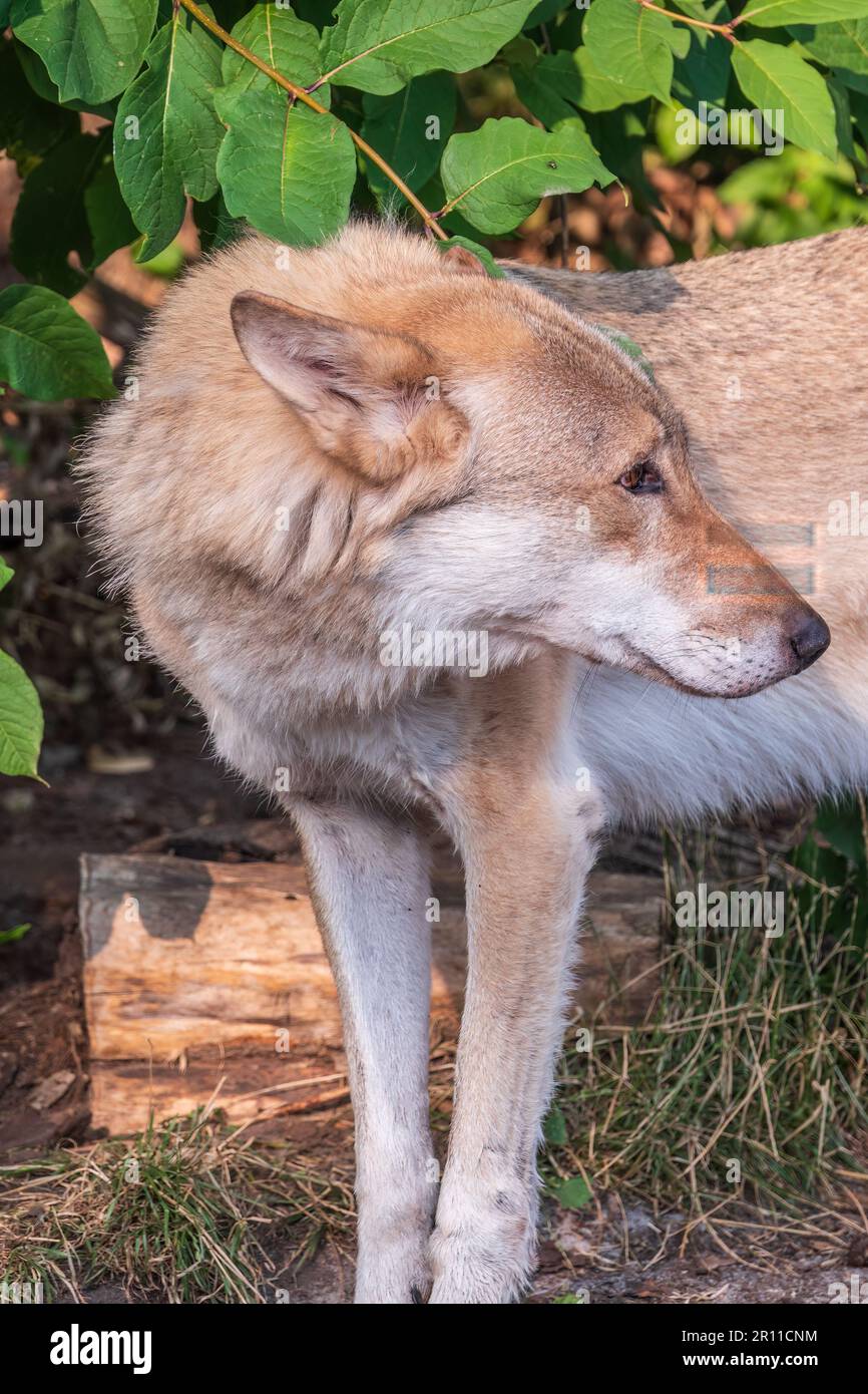Gray wolf in forest on the green grass. The wolf, Canis lupus, also ...