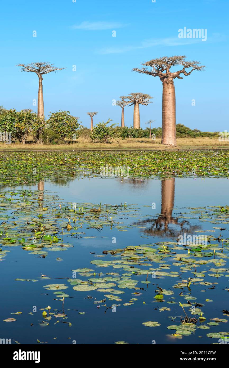 Baobab trees reflected in the water, Morondava, Toliara Province ...