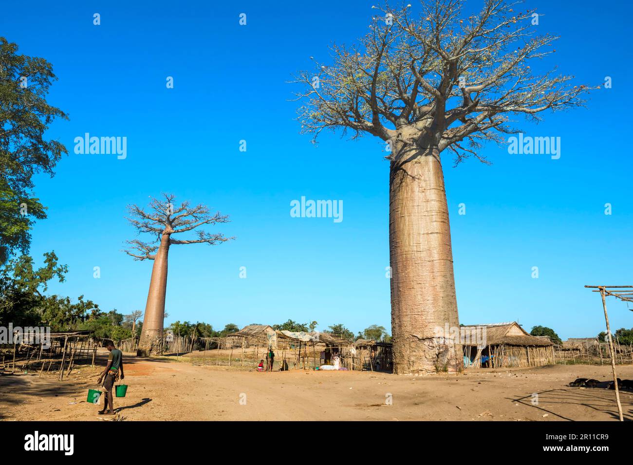 Baobab tree and traditional thatched houses, Toliara Province ...