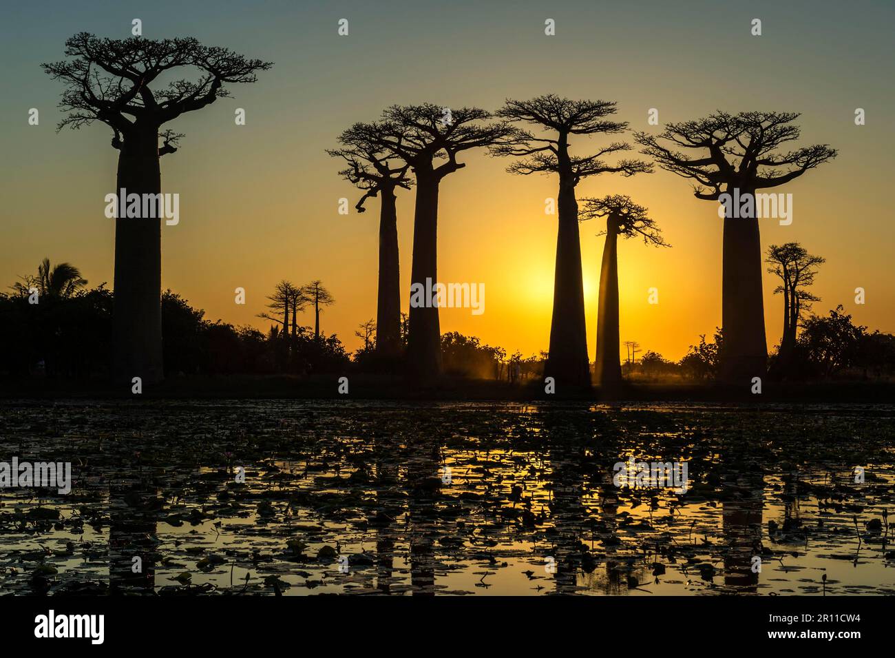 Baobab trees reflected in the water at sunset, Morondava, Toliara ...