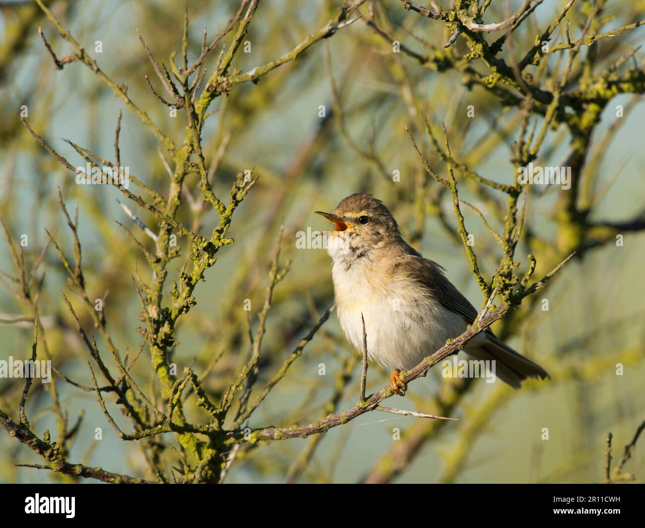 Willow warbler (Phylloscopus trochilus Stock Photo - Alamy