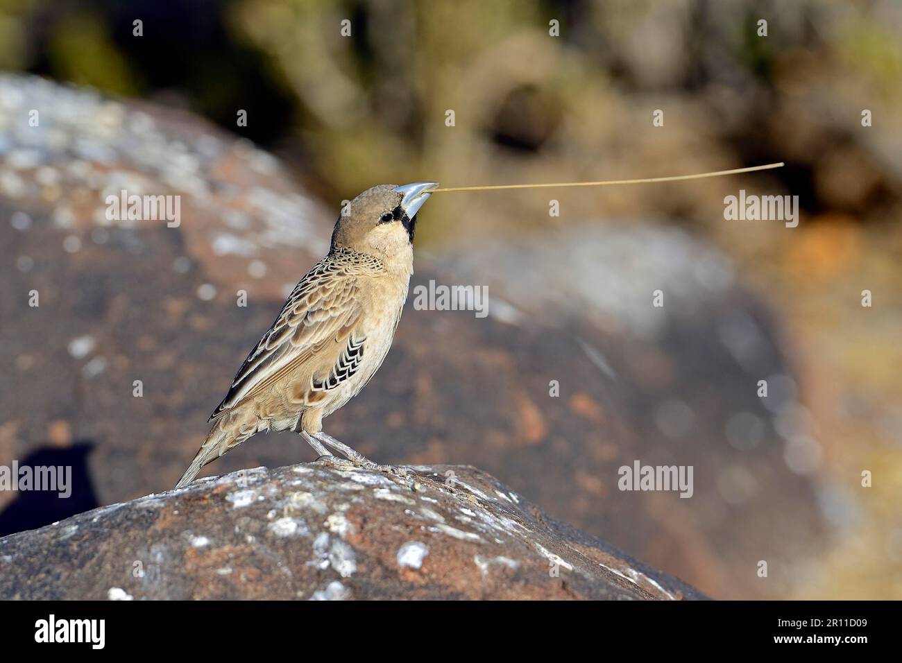 Sociable weaver philetairus socius building hi-res stock photography ...
