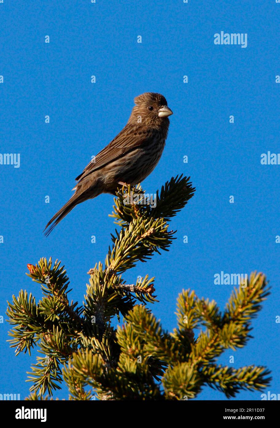 Red-mantled Rosefinch (Carpodacus rhodochlamys), songbirds, animals ...