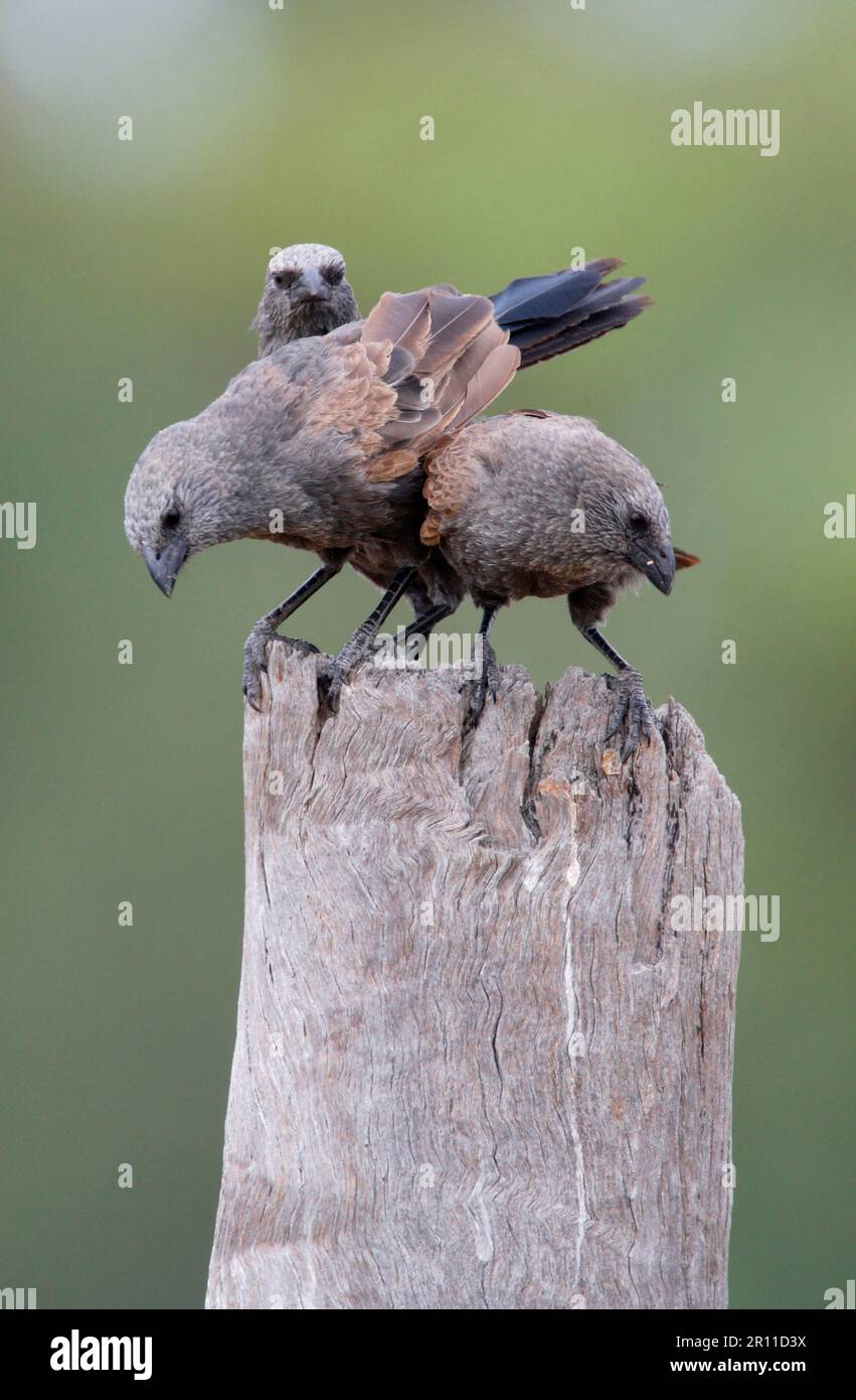 Apostlebird (Struthidea cinerea) three adults, perched together on dead ...
