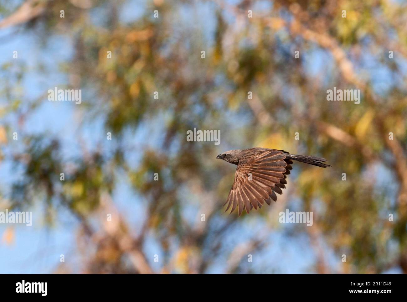 Apostlebird (Struthidea cinerea), corvids, songbirds, animals, birds ...