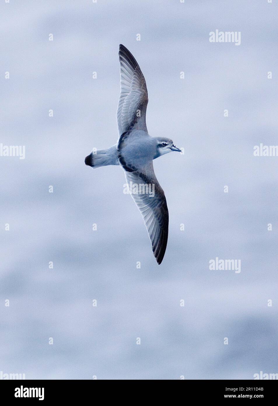 Pigeon Petrel, Antarctic Whale, Antarctic Whales, Pigeon Petrels, Tube ...