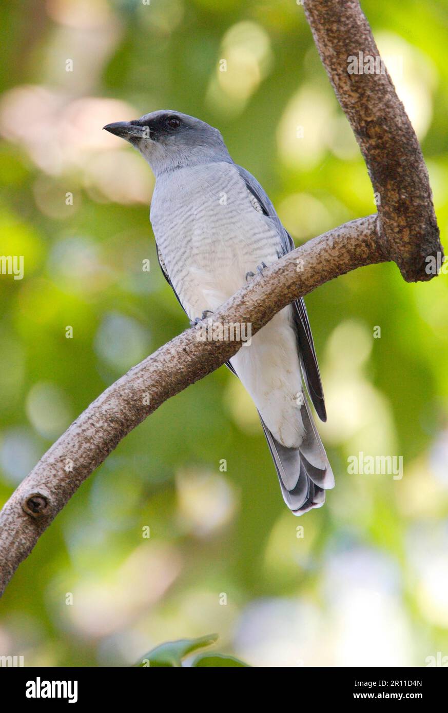 Large Cuckoo-shrike (Coracina macei) adult female, perched on branch ...