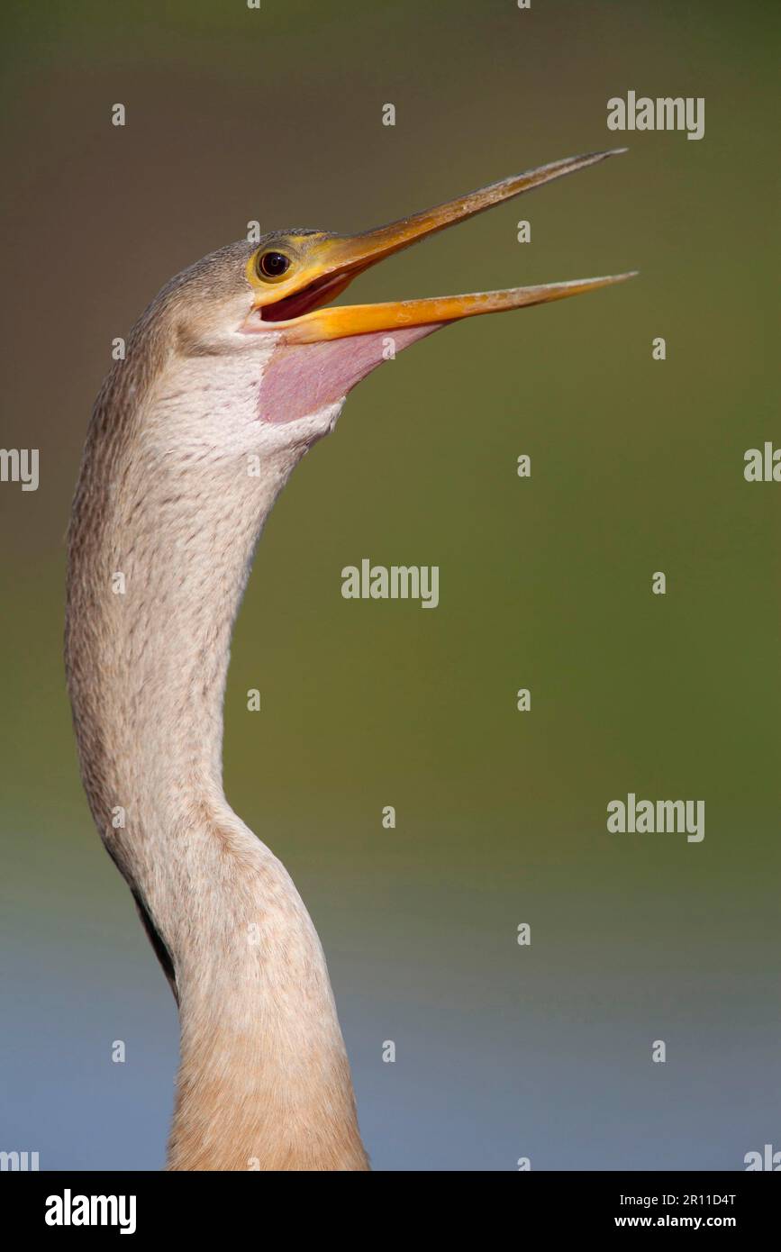 Anhingas, American Darters (Anhinga anhinga), Ruderfuesser, Tiere ...