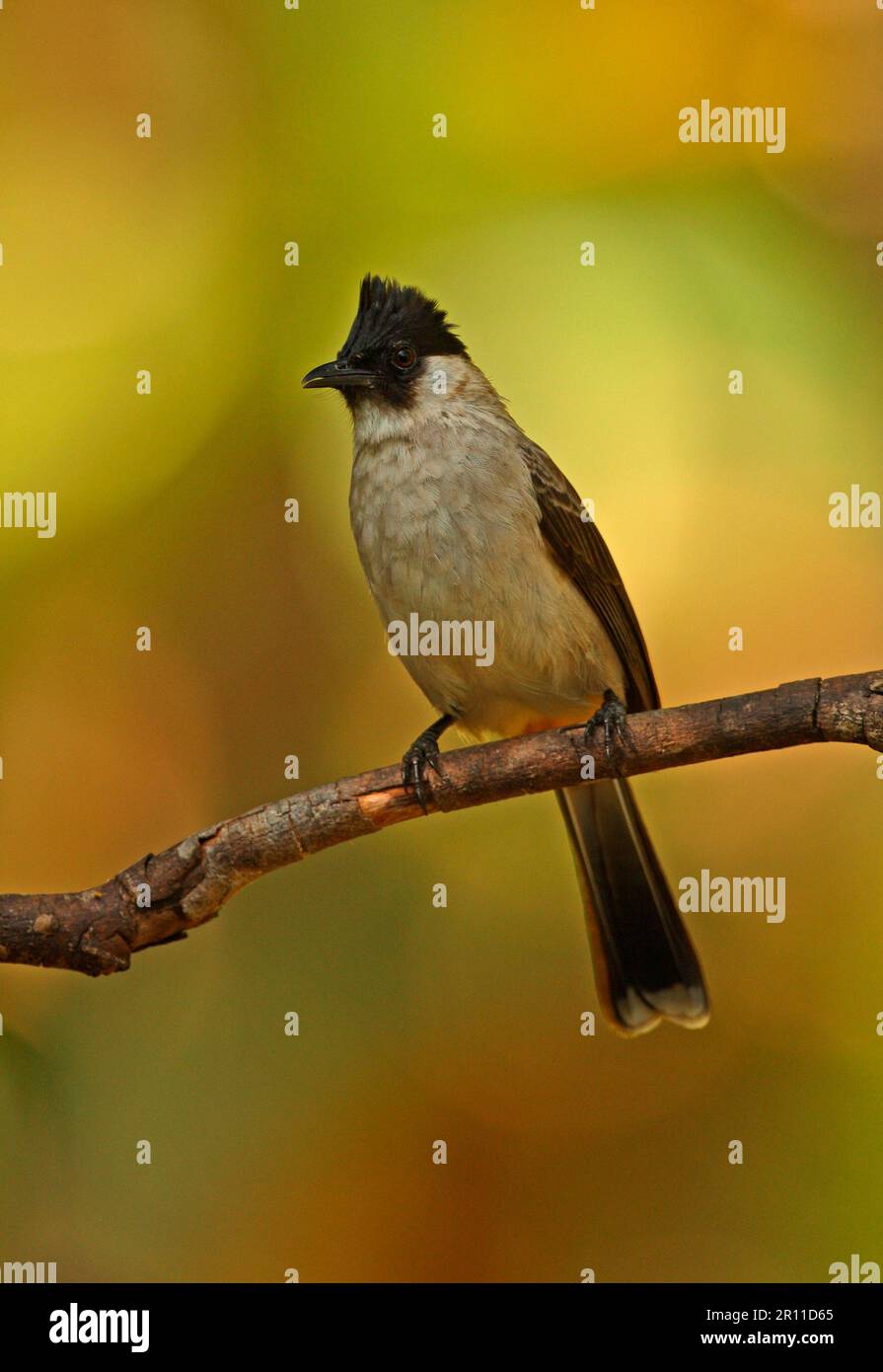 Sooty-headed Bulbul (Pycnonotus aurigaster thais) adult, sitting on a ...