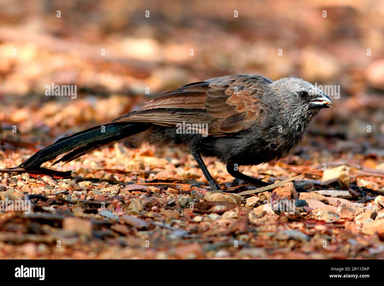 Apostle apostlebird (Struthidea cinerea), adult apostle feeding on dry ...
