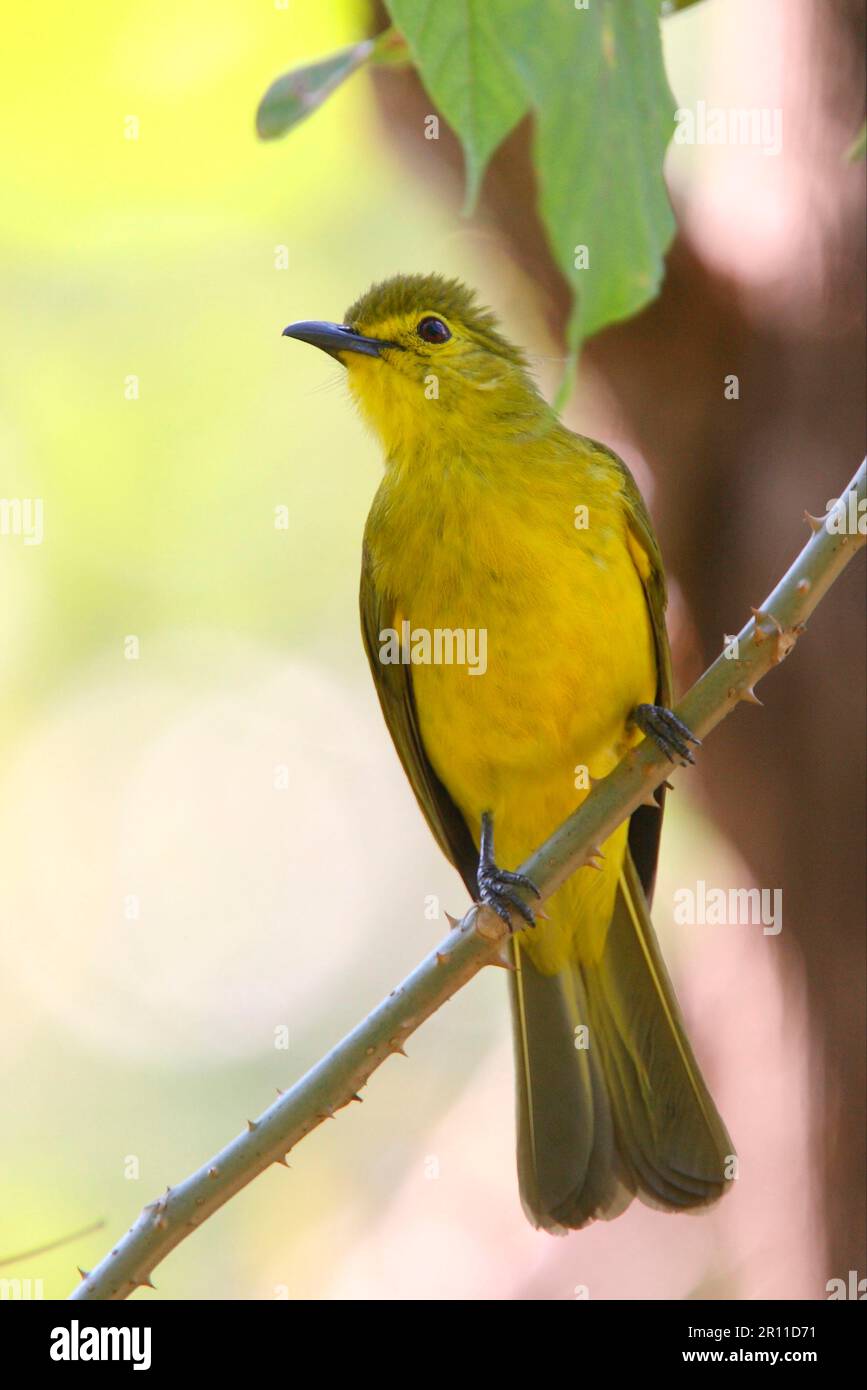 Yellow-browed Bulbul (Iole indica) adult, perched on twig, Periyar ...