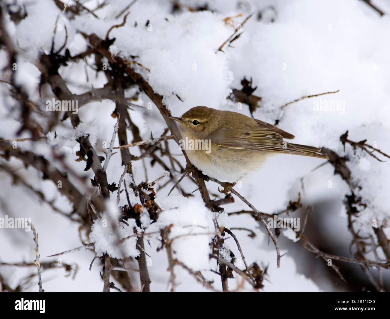 Mountain Chiffchaff, Caucasian Chiff-chaff, Caucasian Chiff-chaff ...
