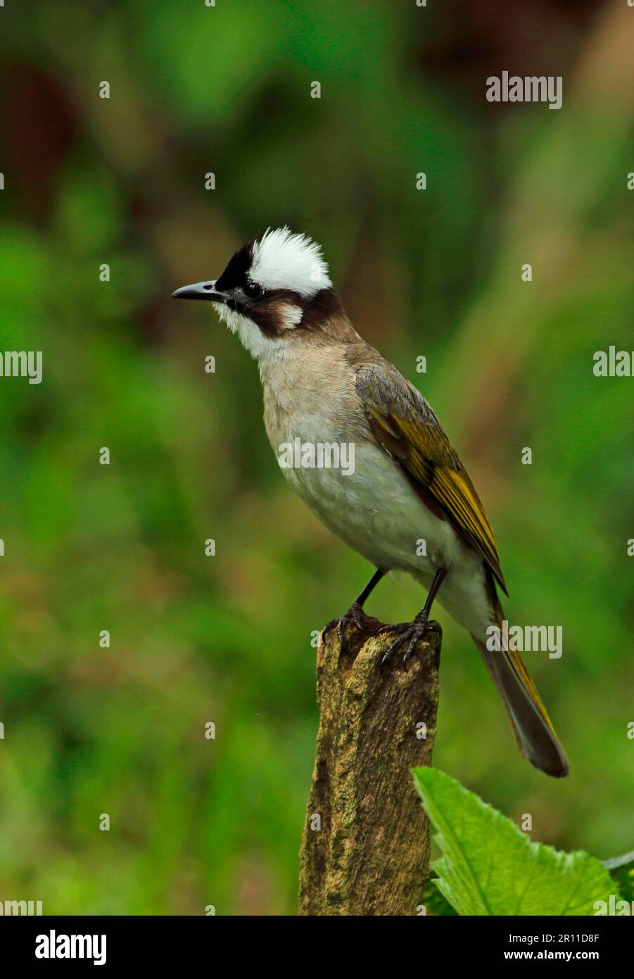 Chinese Bulbul (Pycnonotus sinensis formosae), adult, with raised crest ...