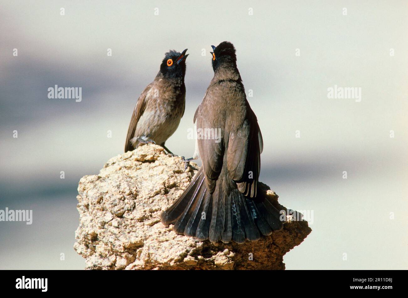 African red-eyed bulbul (Pycnonotus nigricans) Two on rocks, aggressive ...