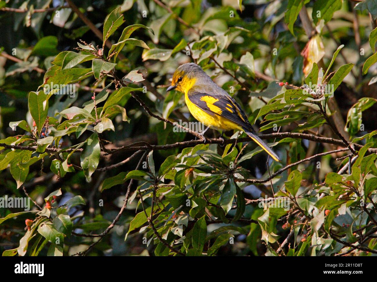 Orange minivet (Pericrocotus flammeus), Scarlet Minivet, Scarlet ...