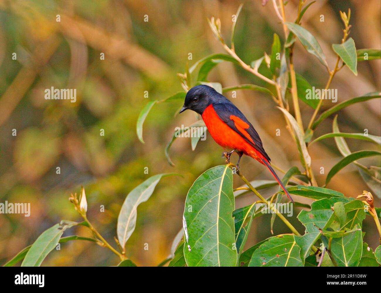 Short-billed Minivet (Pericrocotus brevirostris brevirostris), adult ...