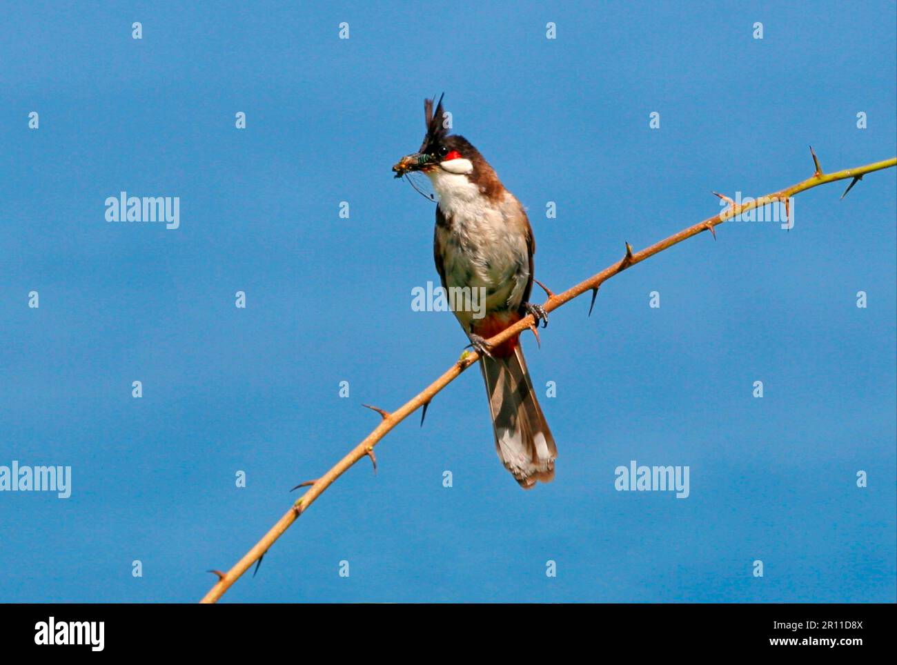 Red-bearded Bulbul (Pycnonotus jocosus) adult with cicada in beak, New ...