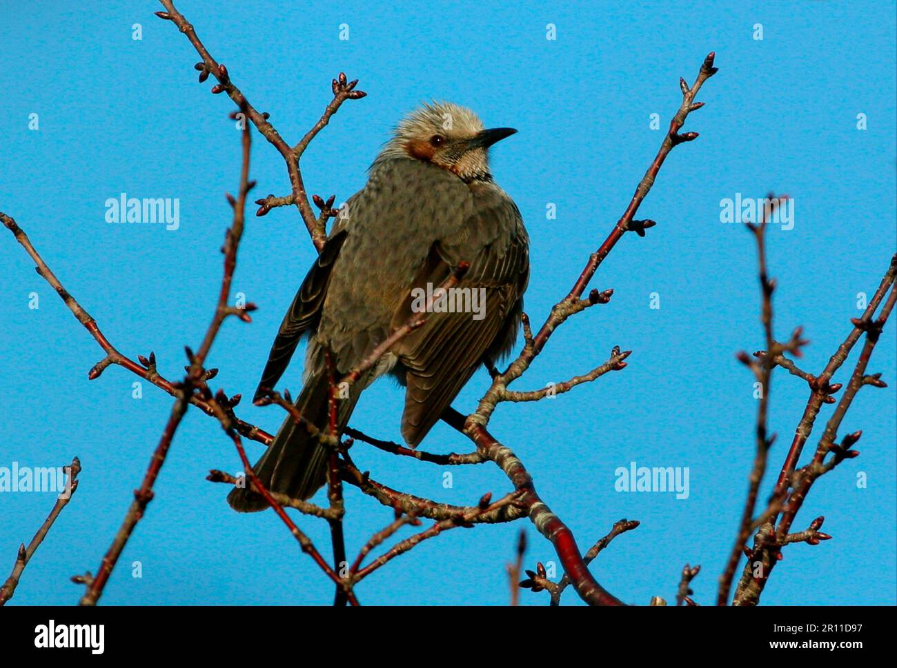 Brown-eared bulbul (Hypsipetes amaurotis) adult with raised crest ...