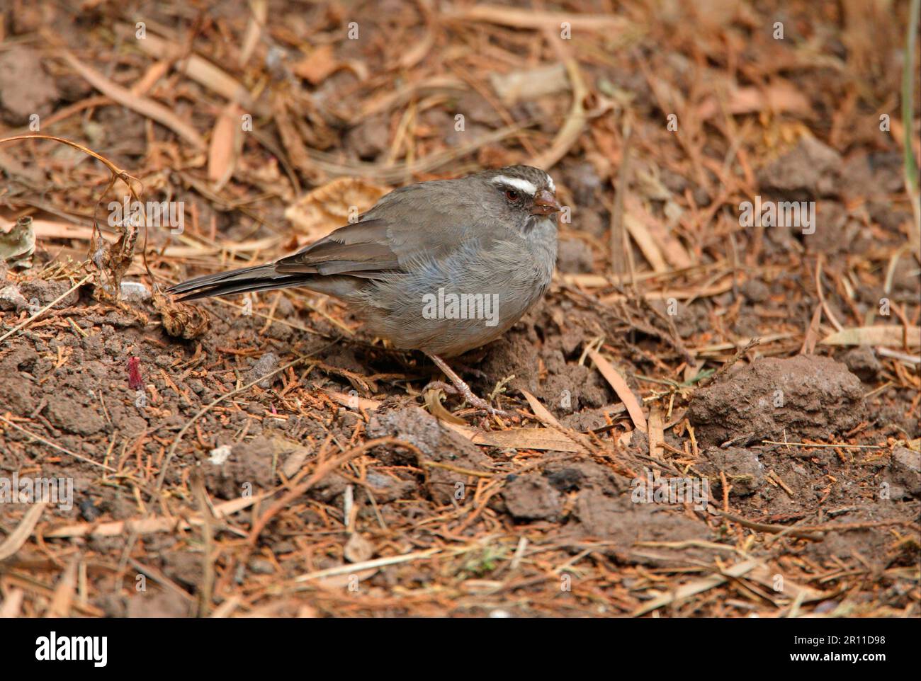 Rueppell-European Serin, Rueppell-European Serin, Rueppell-European ...
