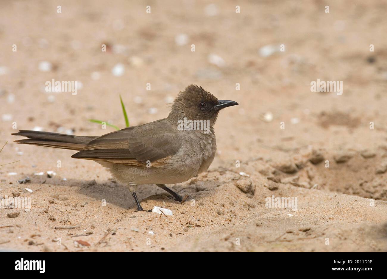 Common common bulbul (Pycnonotus barbatus) adult, standing on sand ...