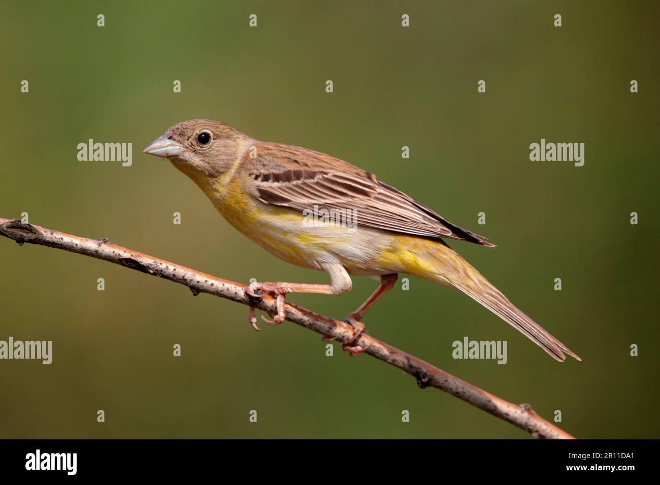 Black-headed bunting (Emberiza melanocephala), Black-headed Bunting ...