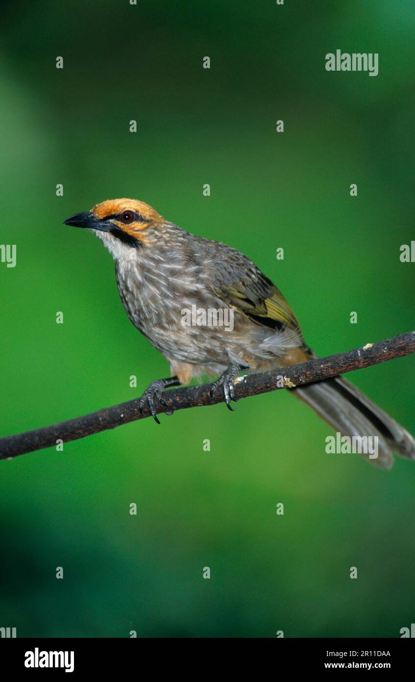 Yellow-crowned Bulbul, Yellow-crowned Bulbul, Yellow-crowned Bulbuls ...