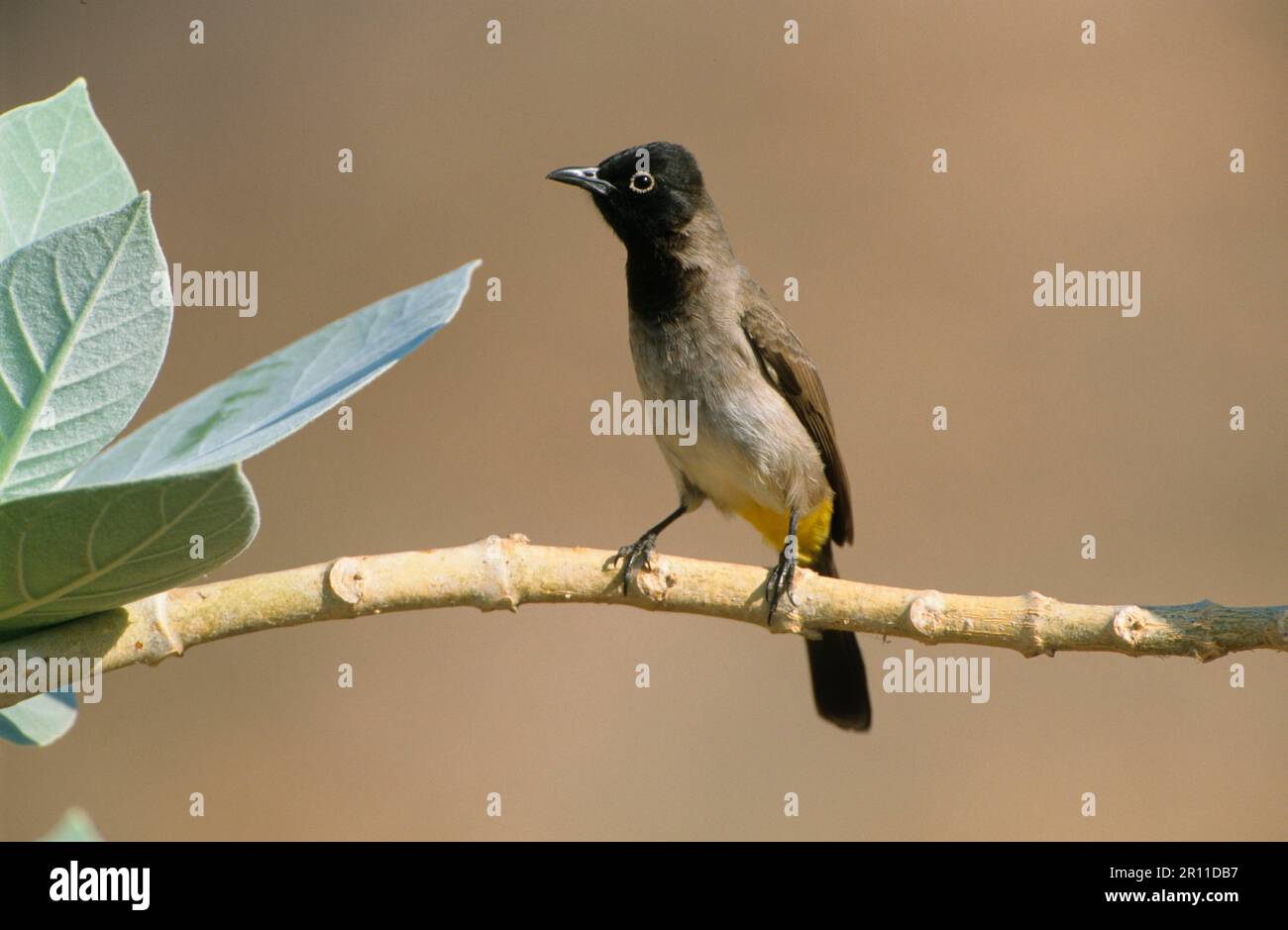 Yellow-vented Bulbul, Yellow-vented Bulbul, white-spectacled bulbuls ...