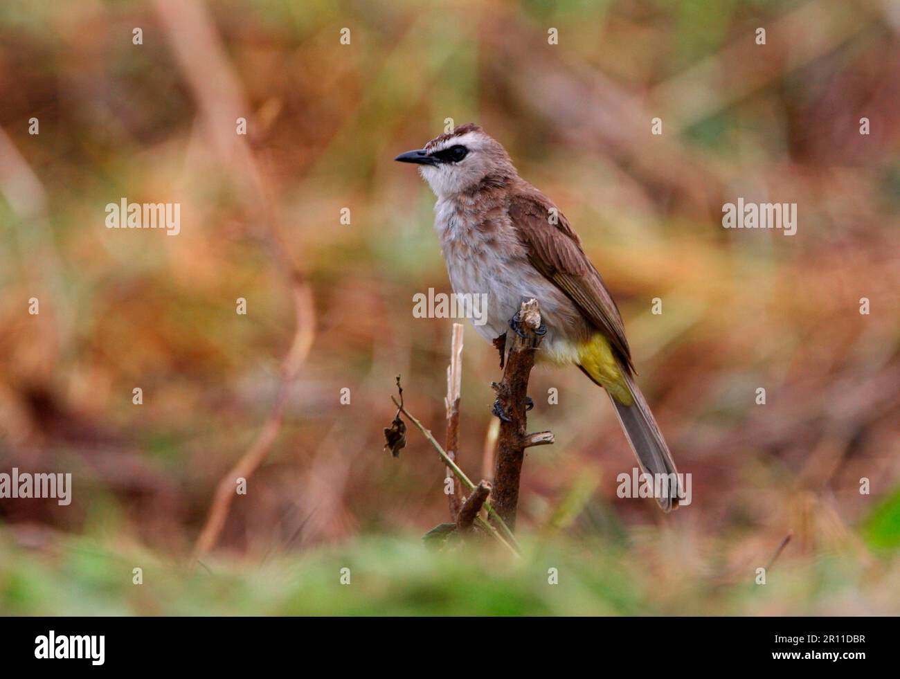 Eye-vented Bulbul, Eye-vented Bulbul, Eye-vented Bulbuls, Songbirds ...