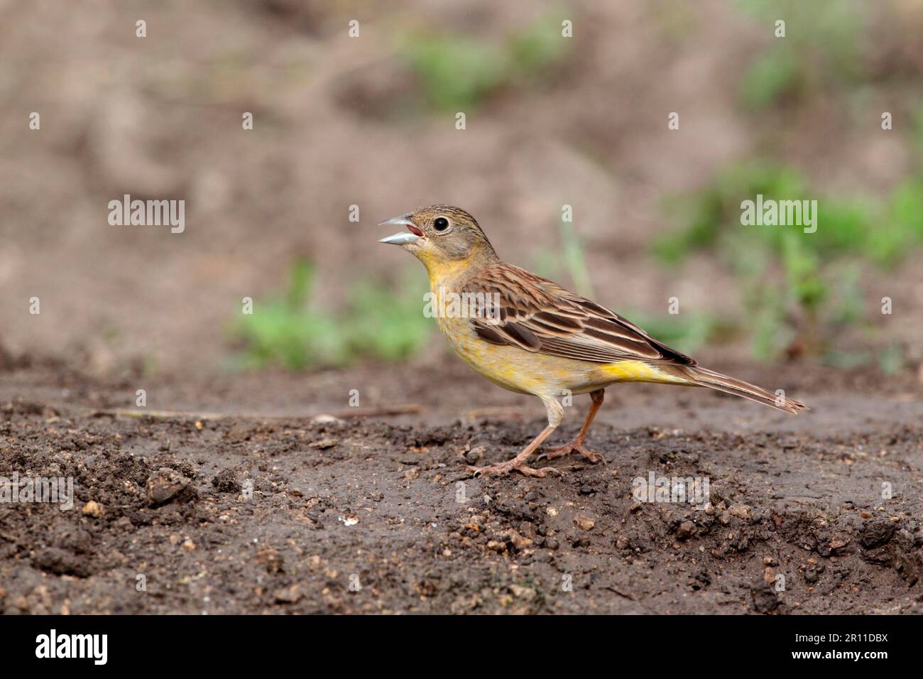 Black-headed bunting (Emberiza melanocephala), Black-headed Bunting ...