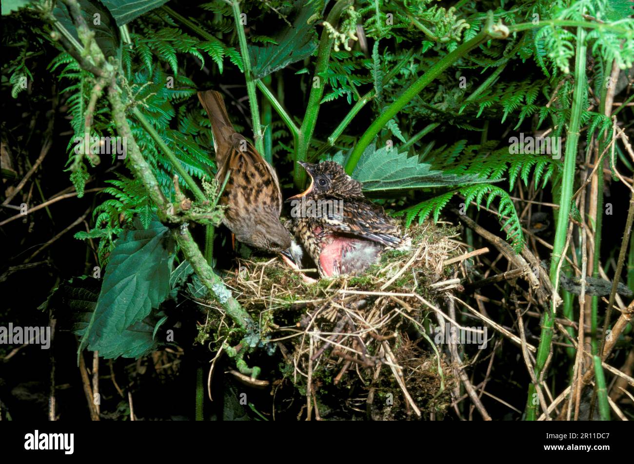 Dunnocks, Songbirds, Animals, Birds, Dunnock or Hedge Sparrow (Prunella ...