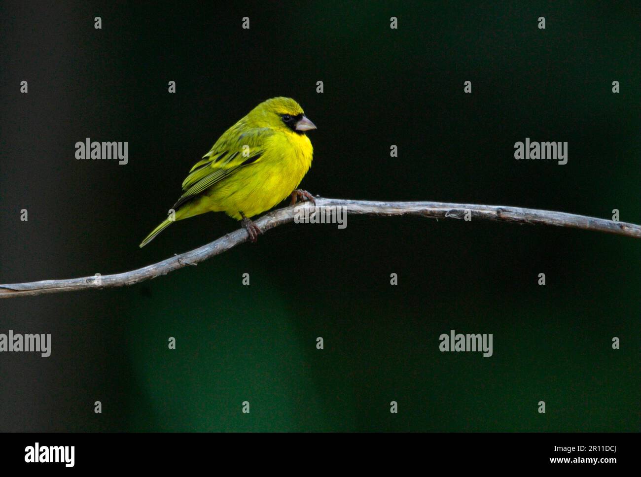 African citril serinus citrinelloides adult male hi-res stock ...