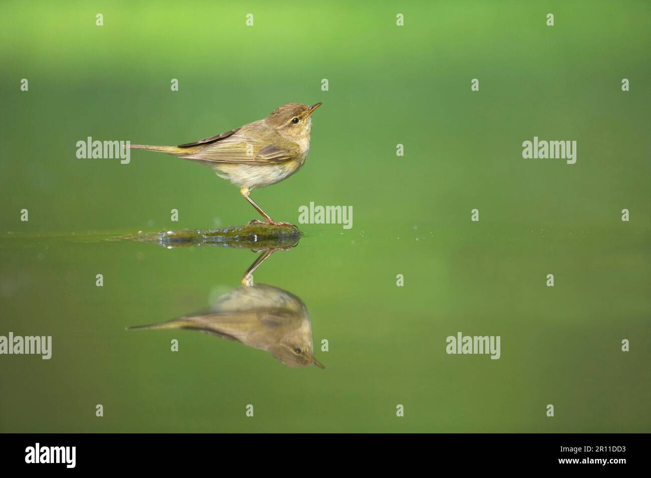 Chiffchaff, Chiffchaff, common chiffchaff (Phylloscopus collybita ...