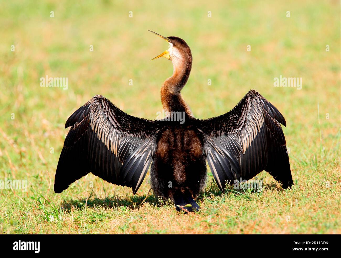 Melanogaster, India Darter, african darter (Anhinga rufa), Indian ...