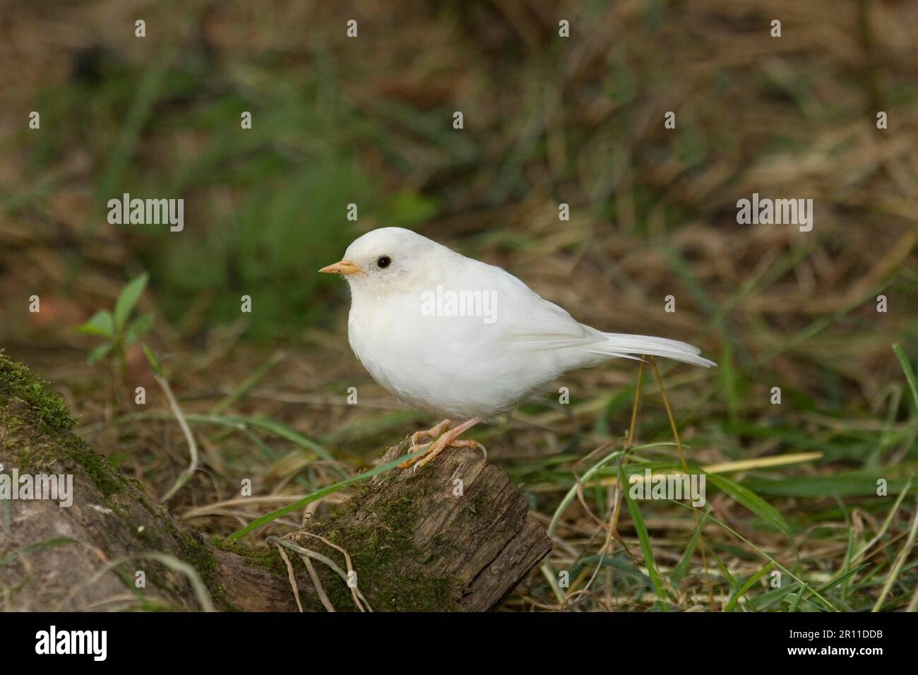 Dunnock, Dunnock, dunnocks (Prunella modularis), songbirds, animals ...