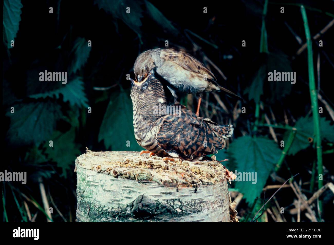 Cuckoo, Cuckoos, European Cuckoo, European Cuckoos, Animals, Birds ...