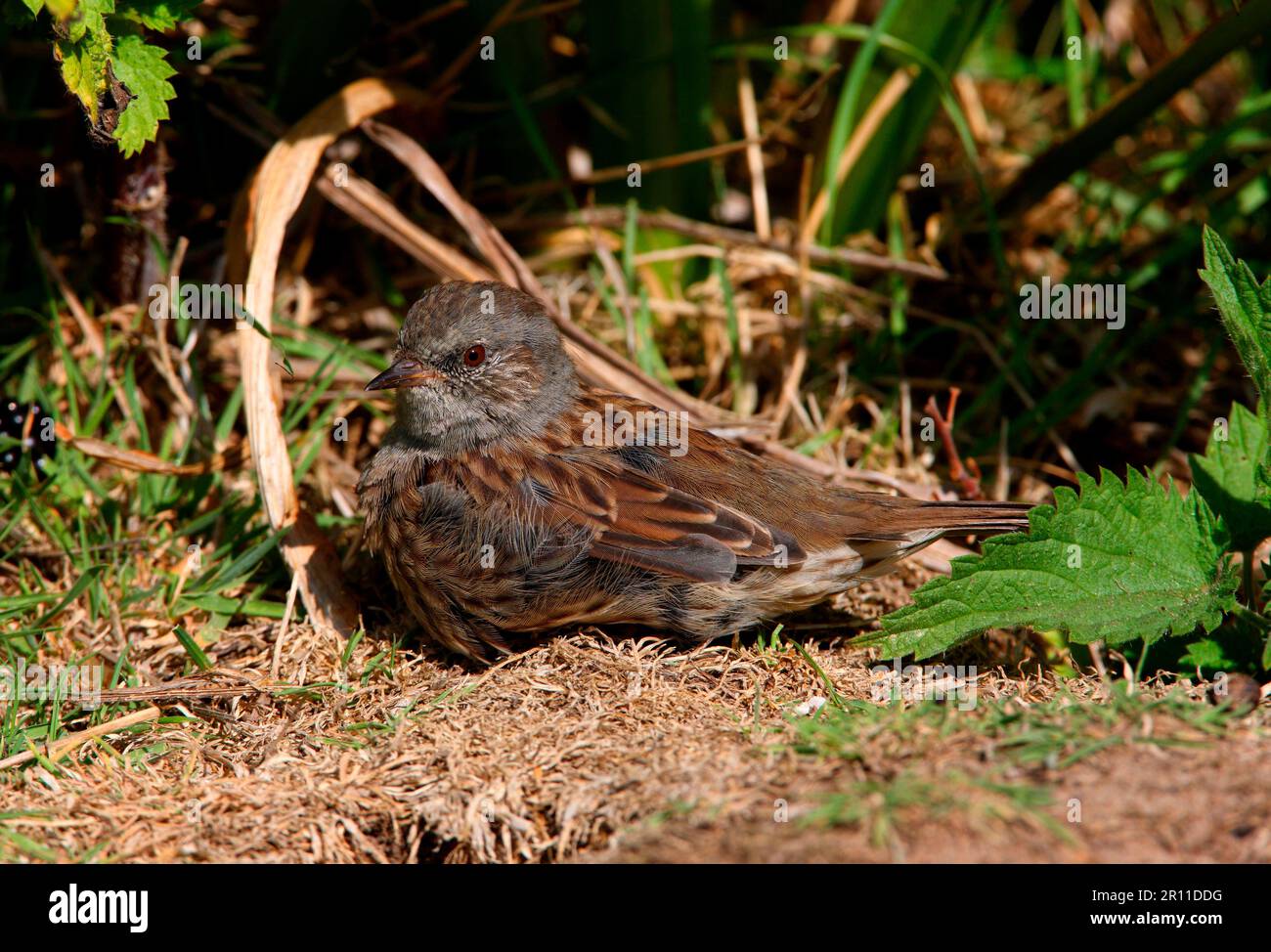Dunnock, Dunnock, dunnocks (Prunella modularis), songbirds, animals ...
