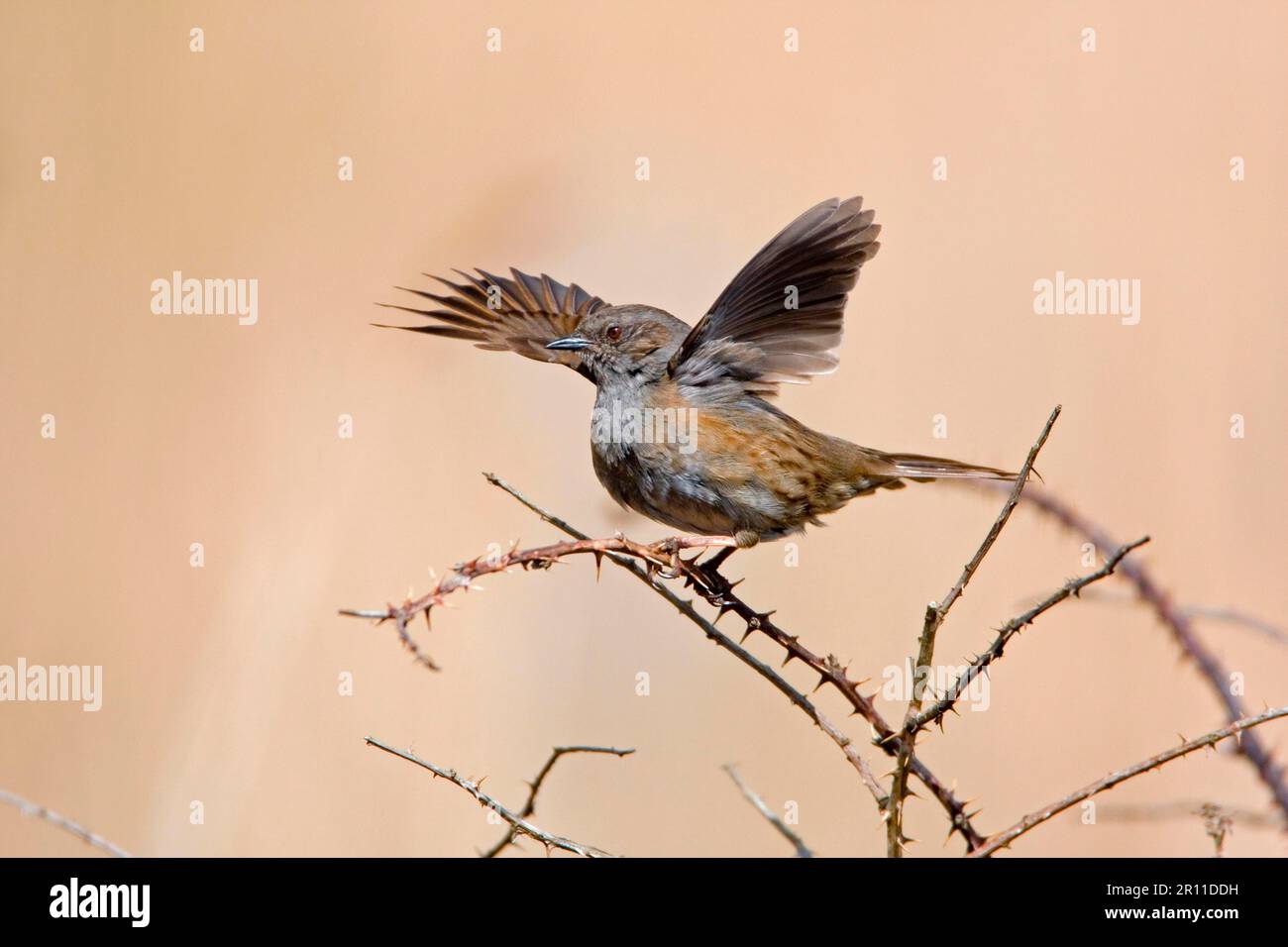 Dunnock, Dunnock, dunnocks (Prunella modularis), songbirds, animals ...